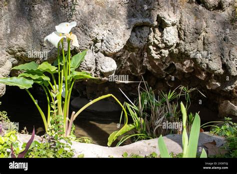 Lilly Blossom In Front Of A Small Cave Stock Photo Alamy