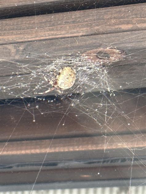 Whats This Spider R Whatsthisbug