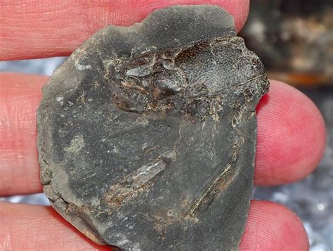 Fossil Lobster Fossil Id The Fossil Forum