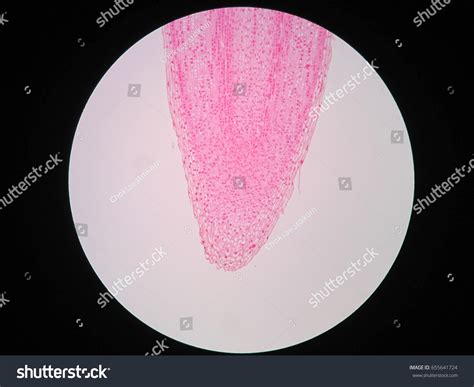 Cross Sections Plant Root Under Microscope Stock Photo Shutterstock