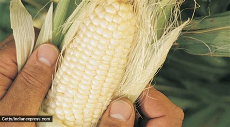 White Corn Images