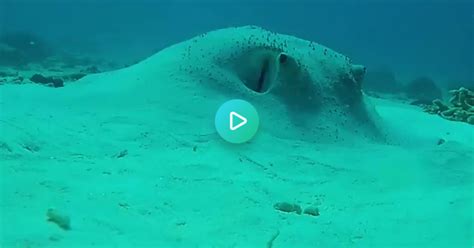 Suspicious Fish Album On Imgur