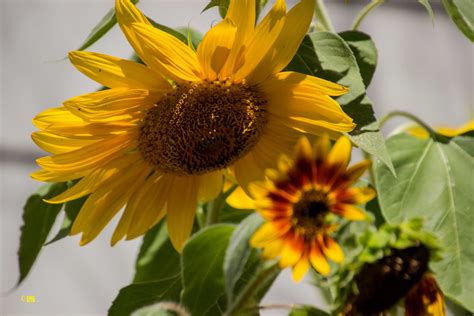 Solve Sunflowers Jigsaw Puzzle Online With 12 Pieces