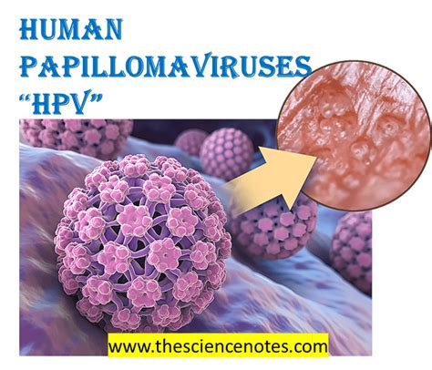 Human Papillomaviruses Hpv The Science Notes