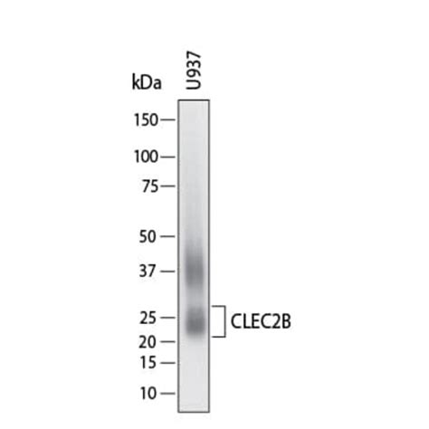 Human Aiclclec 2b Antibody R D Systems 25 μg Unconjugatedantibodies