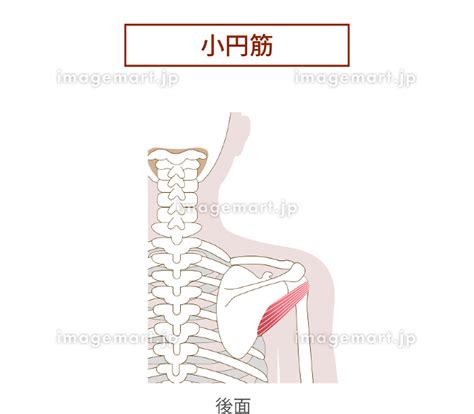 小円筋ローテーターカフの解剖学筋肉イラスト 212744952 イメージマート