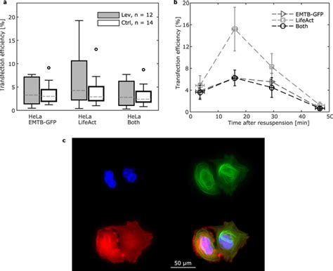 Efficiency For Double Plasmid Transfection A Comparison Of The
