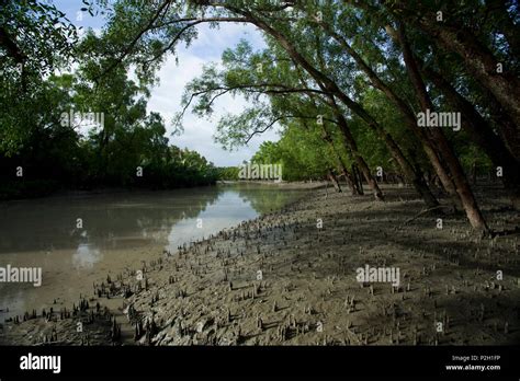 The Sundarbans A Unesco World Heritage Site And A Wildlife Sanctuary
