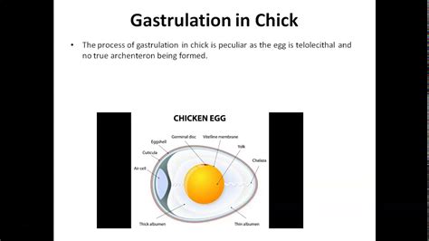 Gastrulation In Chick