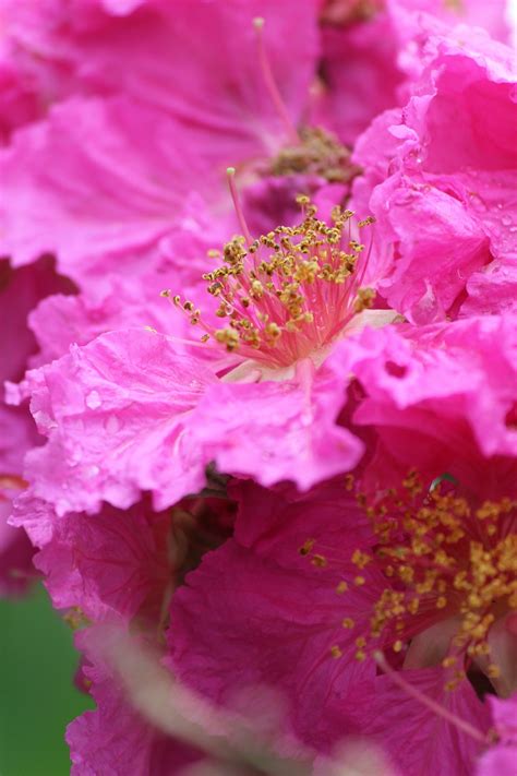 Pollen Grain On Flower