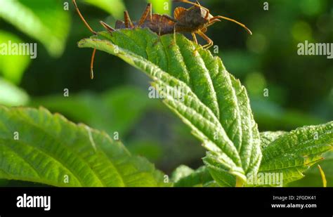 Raspberry Beetle Stock Videos And Footage Hd And 4k Video Clips Alamy