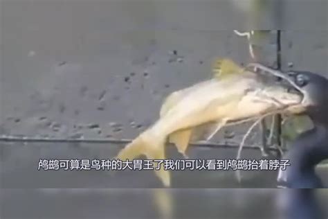 一只大鸟吞噬大鱼，什么鸟这么大的胃口呢，看完才明白大鱼大鸟胃口