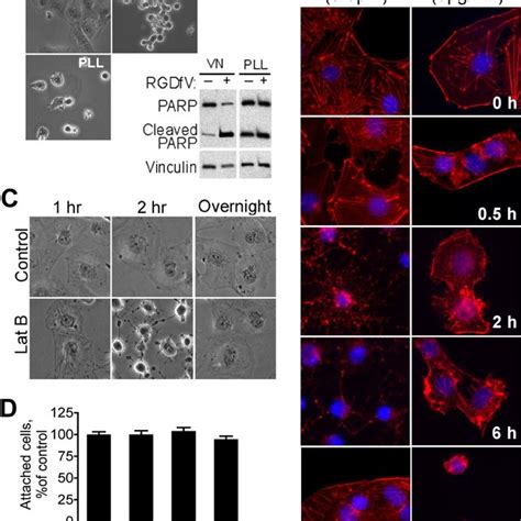 Sti 571 Decreases Apoptosis Induced By Latb And Rgdfv In Hbmecs Hbmecs