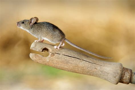 Des Souris Et Des Hommes Ardenne And Gaume