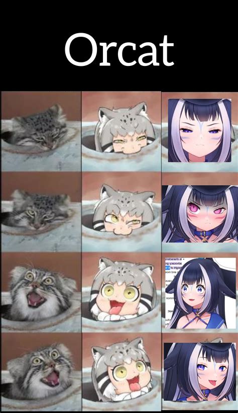 Orcat Rshylily
