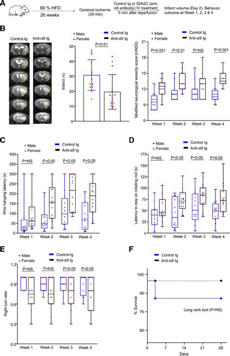 Anti integrin α antibodytreated obese mice exhibited improved Download Scientific Diagram