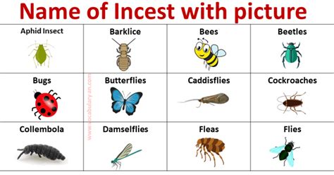 Insects Names List Vocabularyan