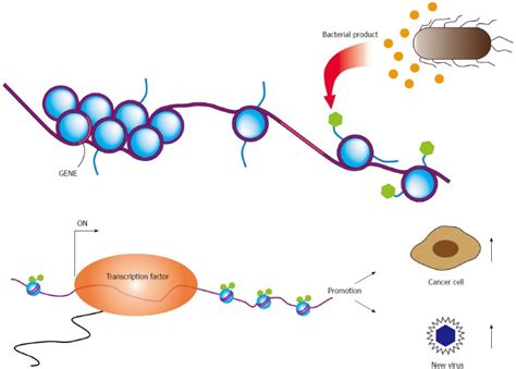Dysbiotic Infection In The Stomach Pmc