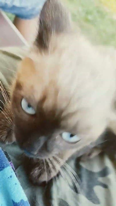 котик в дипресии помагите ему лайками поддержите его лайками яабобус котик Youtube