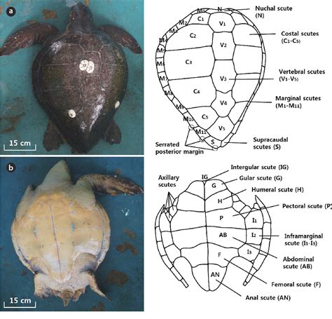 Figure 3 From First Detailed Morphological Description Of The Loggerhead Sea Turtle Caretta