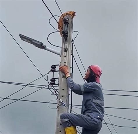 Rescue Of Cat On Top Of Telegraph Pole Might Surprise You Michael Broad