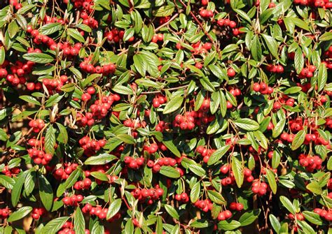 Rote Beeren In Einer Immergrünen Busch Stock Bild Colourbox