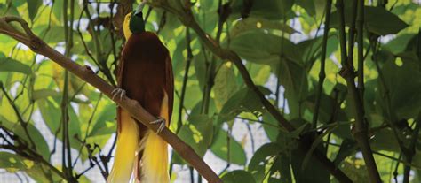 Indigenous Knowledge Essential For Sustainable Development United