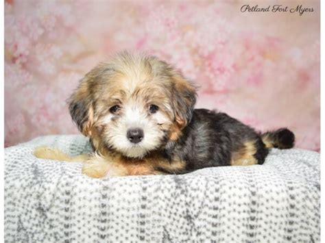 Morkie Maltese Yorkshire Terrier Puppy Br Tan ID 22764 Located At