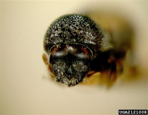 European Hardwood Ambrosia Beetle Trypodendron Domesticum