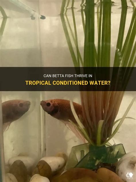 Can Betta Fish Thrive In Tropical Conditioned Water PetShun