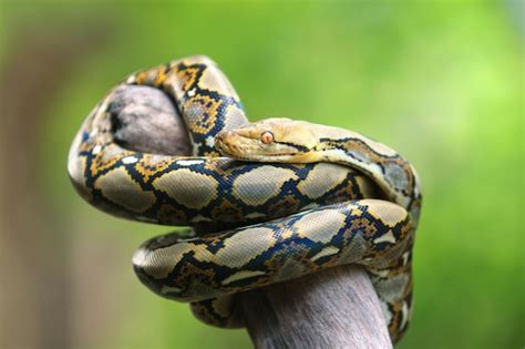Premium Photo The Reticulated Python Is A Python Species Native To