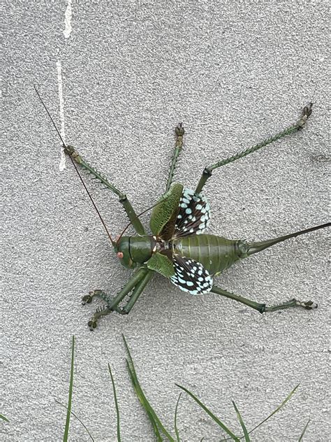 Giant Bug Rwhatisthisbug
