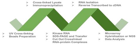 Crosslinking Immunoprecipitation Clip Service Rna Protein