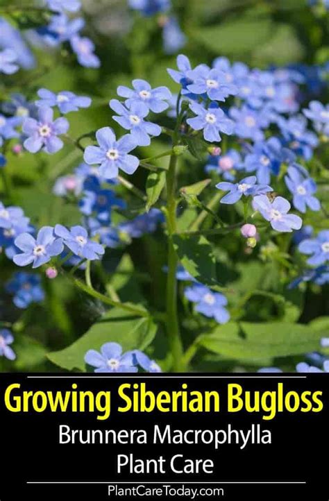 Brunnera Macrophylla Plant Care How To Grow Siberian Bugloss Plants