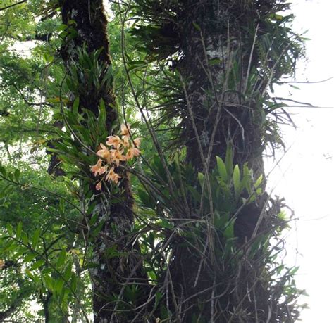 Dendrobium Fimbriatum Eflora Of India