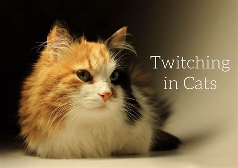 Twitching In Cats Cat World