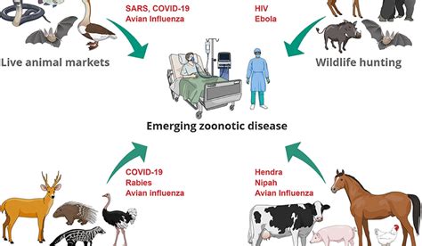 Zoonotic Diseases And Their Relation To Humans The New Times
