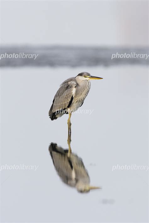 Photolibrary