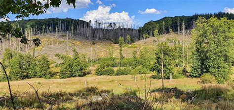 Superb Upscaling Forest Restoration Afz Derwald 13 2023