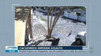 JPB 2ª Edição TV Paraíba Cachorros de rua impedem assalto a casa em Campina Grande Globoplay