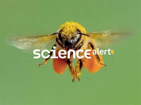 Sciencealert Australia Theres A Really Weird Effect When Honeybees