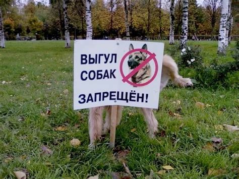 Выгул собак коап 68 фото картинки Sobakovod Club
