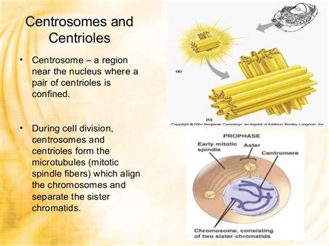 Structure Of Centrosome With Diagram Centrosome Centrioles