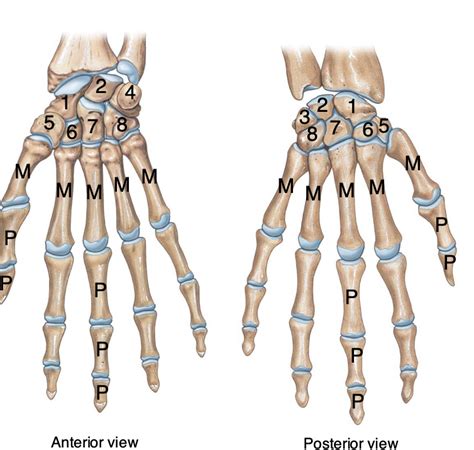 Upper Limb Hand Diagram Quizlet