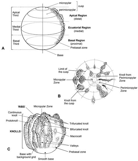 Regionalization And General Structures Of The Globose Egg A Regions