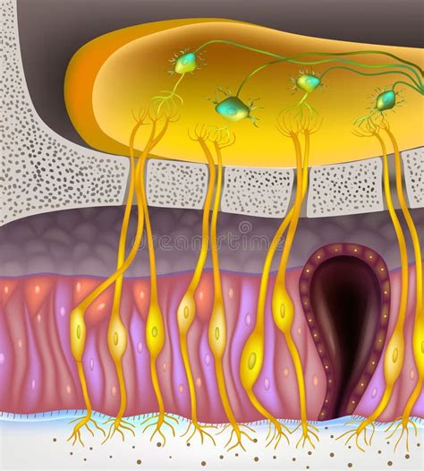 Olfactory Bulb Anatomy Epithelium Receptor Cells Nasal Mucosa Cells