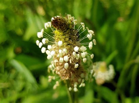 Ribwort Plantain Plantago Lanceolata Ausemade