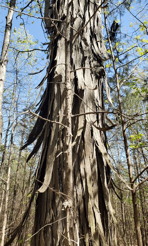 Bark Like Shingles Rwhatisthistree