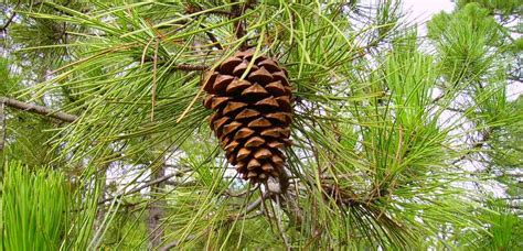 La Familia Pinaceae El Pino Y El Cedro Biolog A