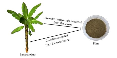 Banana Plant Diagram
